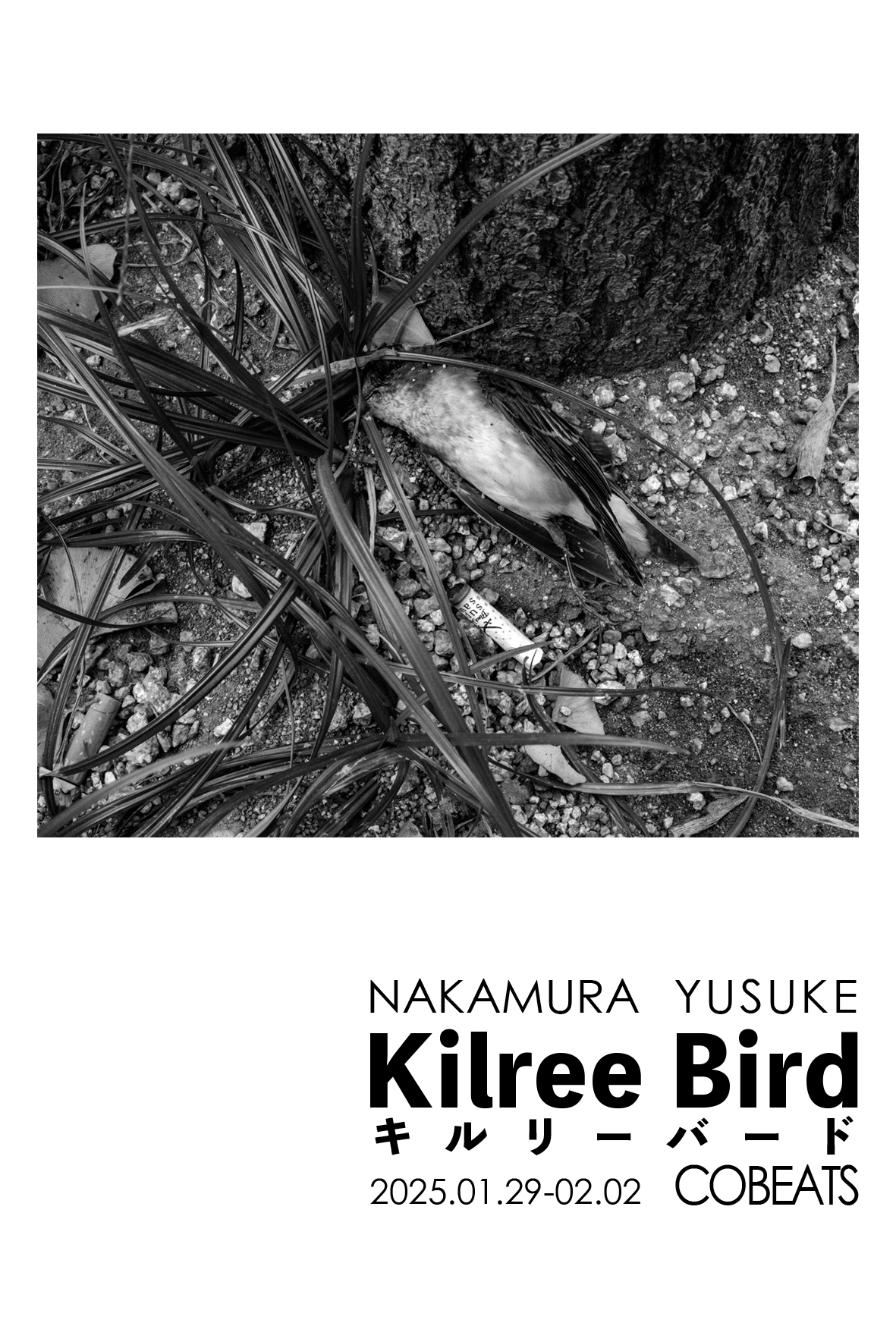 中村 優介 「Kilree Bird」 | BEATS（ビーツ）